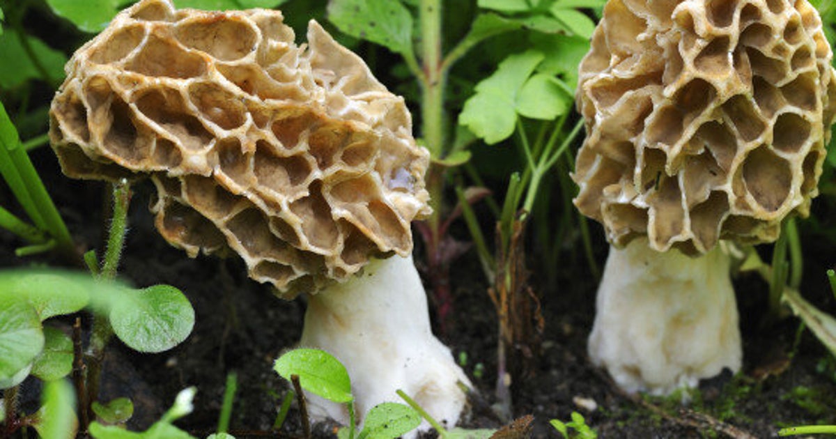 Ugly Foods We Can t Stop Eating VIDEO HuffPost Life ugly-foods-we-can-t-stop-eating-video-huffpost-life