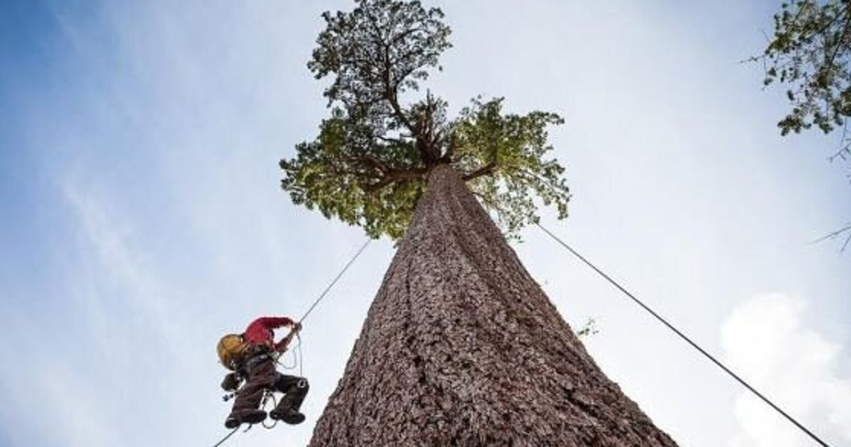 Tree Climbers Scale Canada's 2nd Largest Douglas-Fir (PHOTOS ...