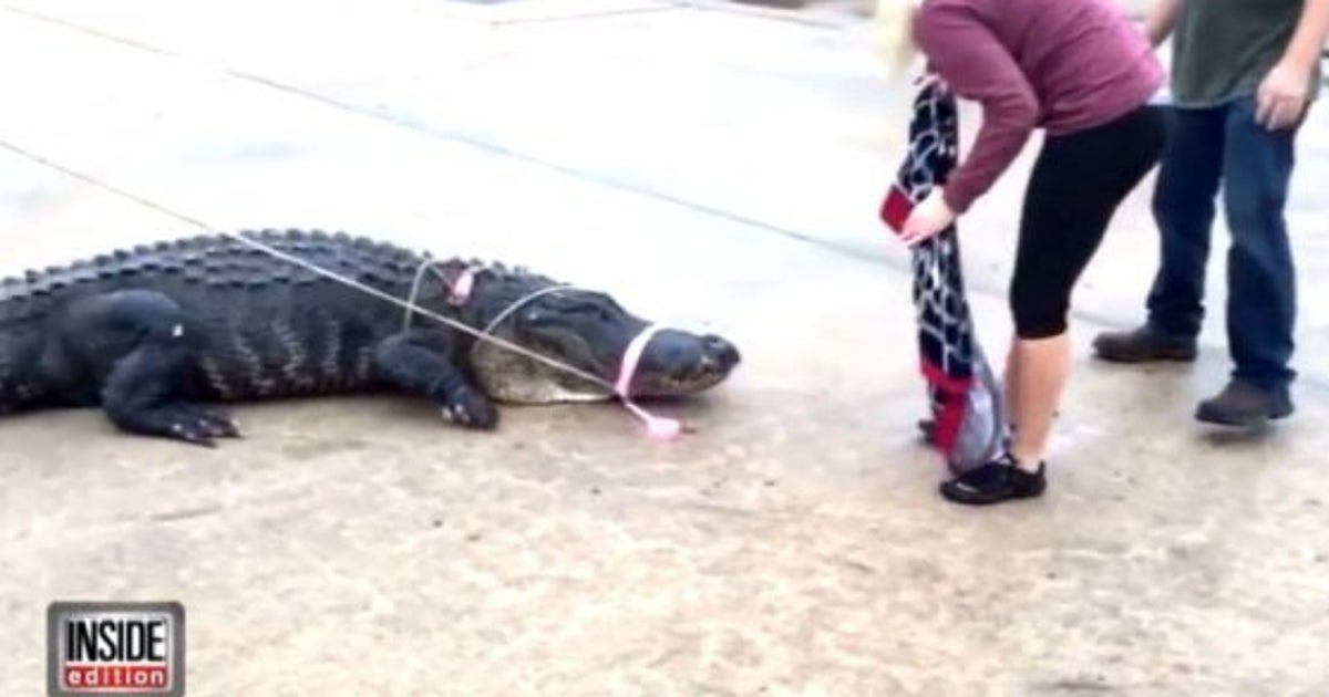 Enormous Gator Named Godzilla Shows Up At Texas Shopping Centre ...