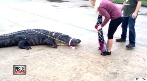Enormous Gator Named Godzilla Shows Up At Texas Shopping Centre ...