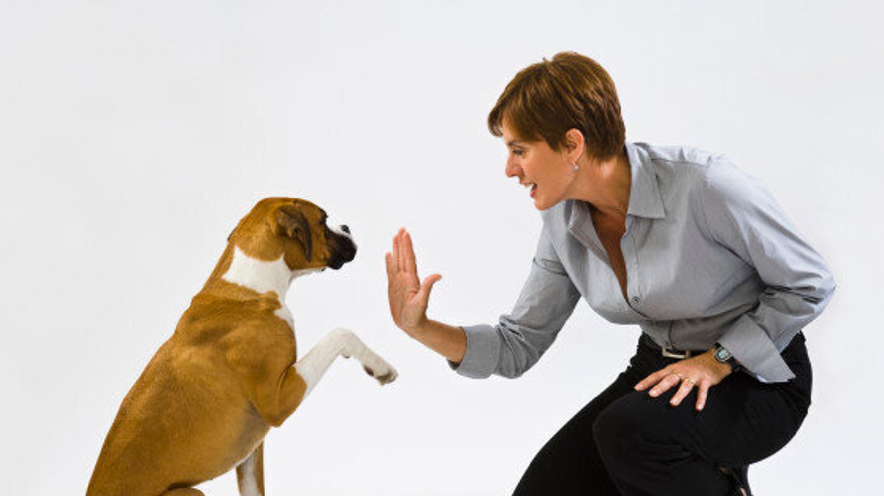 Simple Dog Tricks You ll Want To Teach Your Dog HuffPost Life simple-dog-tricks-you-ll-want-to-teach-your-dog-huffpost-life