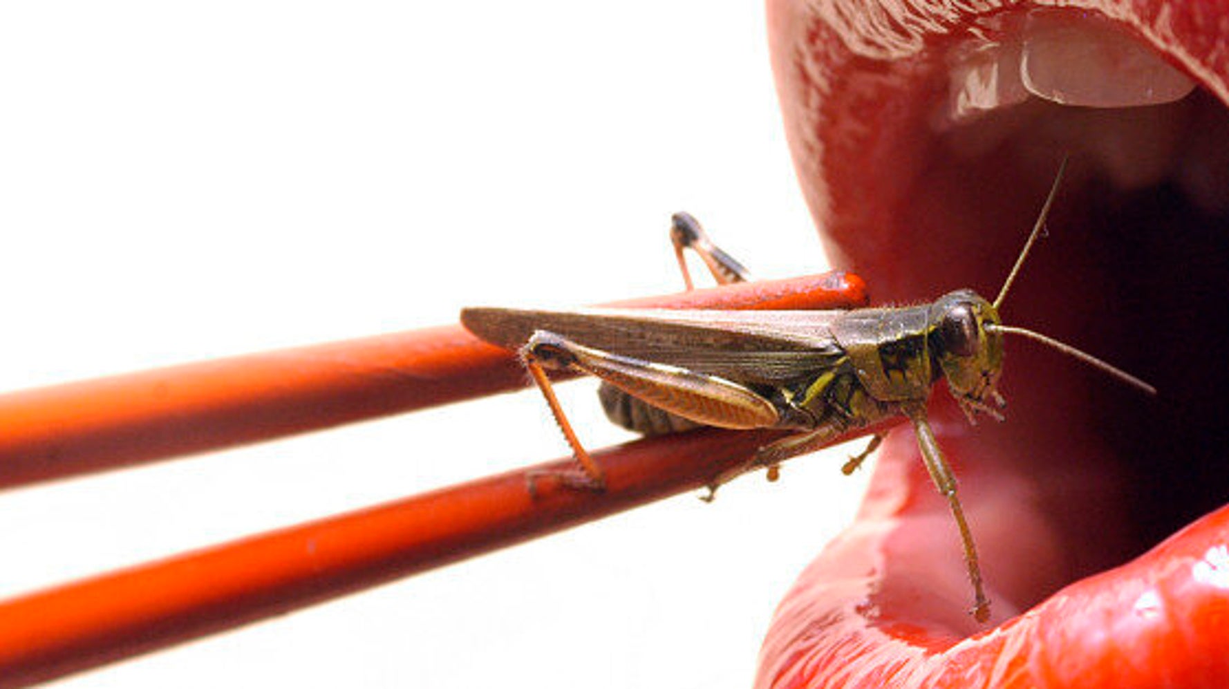 Edible Chocolate Covered Grasshoppers