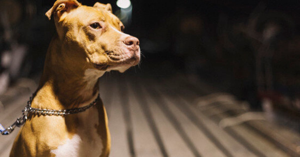 Don't Wait On Public Opinion To Ban Pit Bulls | HuffPost Life