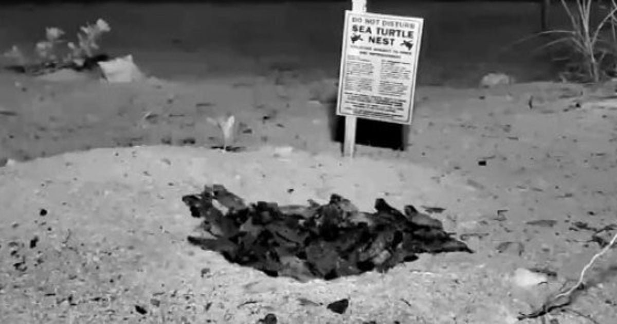 Watch This Tiny Army Of Sea Turtles Hatch In Front Of Your Eyes ...
