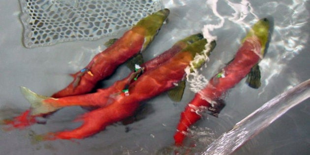 Why You Need Wild Salmon (And Why It's Running Out) | HuffPost News