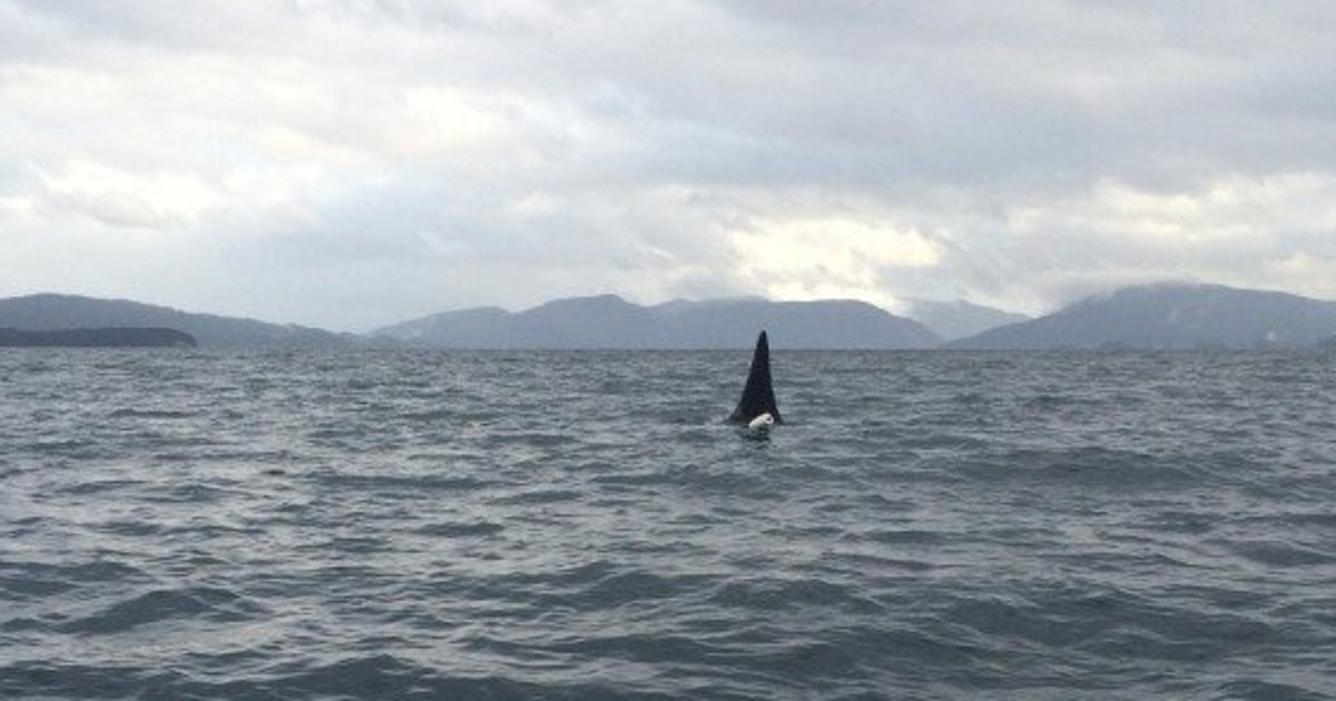 Tangled Killer Whale Spotted Near Nanaimo, B.C. | HuffPost British Columbia