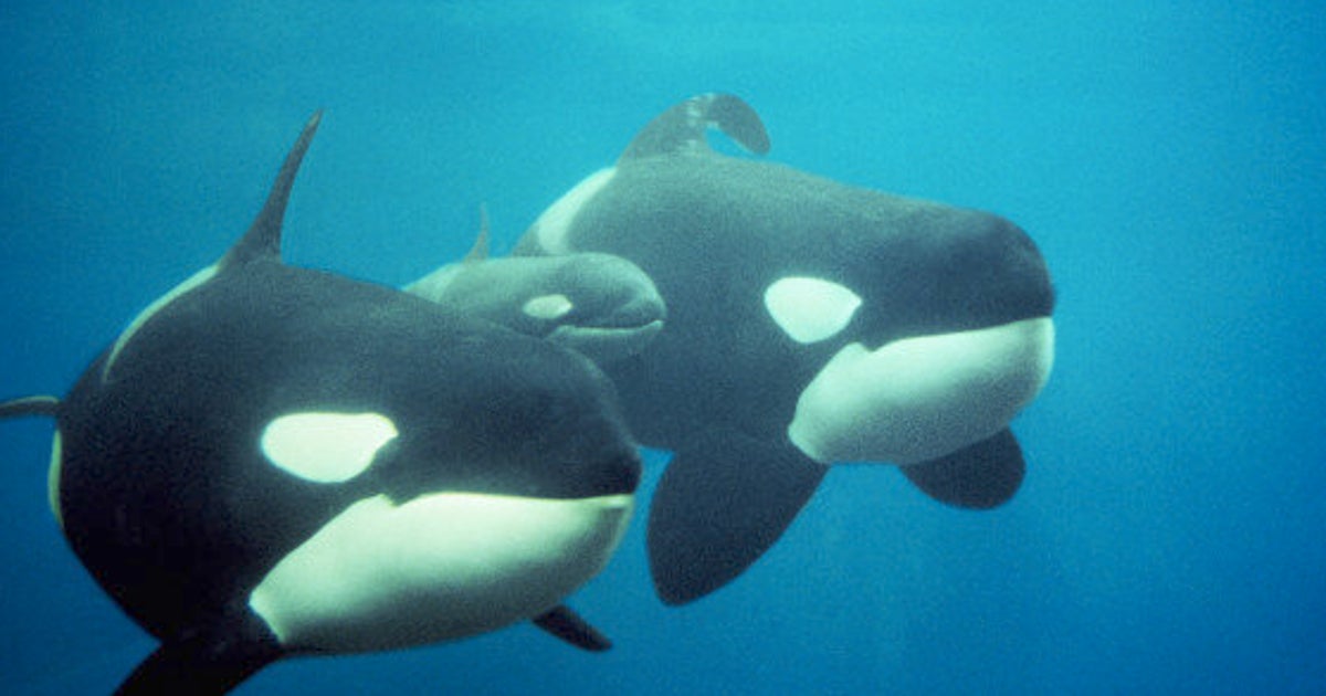 When Killer Whales Kill: Why the movie "Blackfish" Should Sink Captive ...