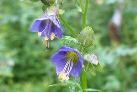 Does it Matter if a Non-Descript Plant Goes Extinct? The Jenga theory ...