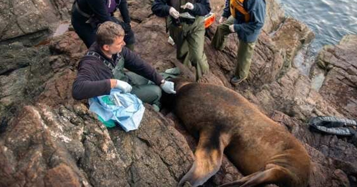 Sea Lions Rescued On Vancouver Island (VIDEO, PHOTOS) | HuffPost ...