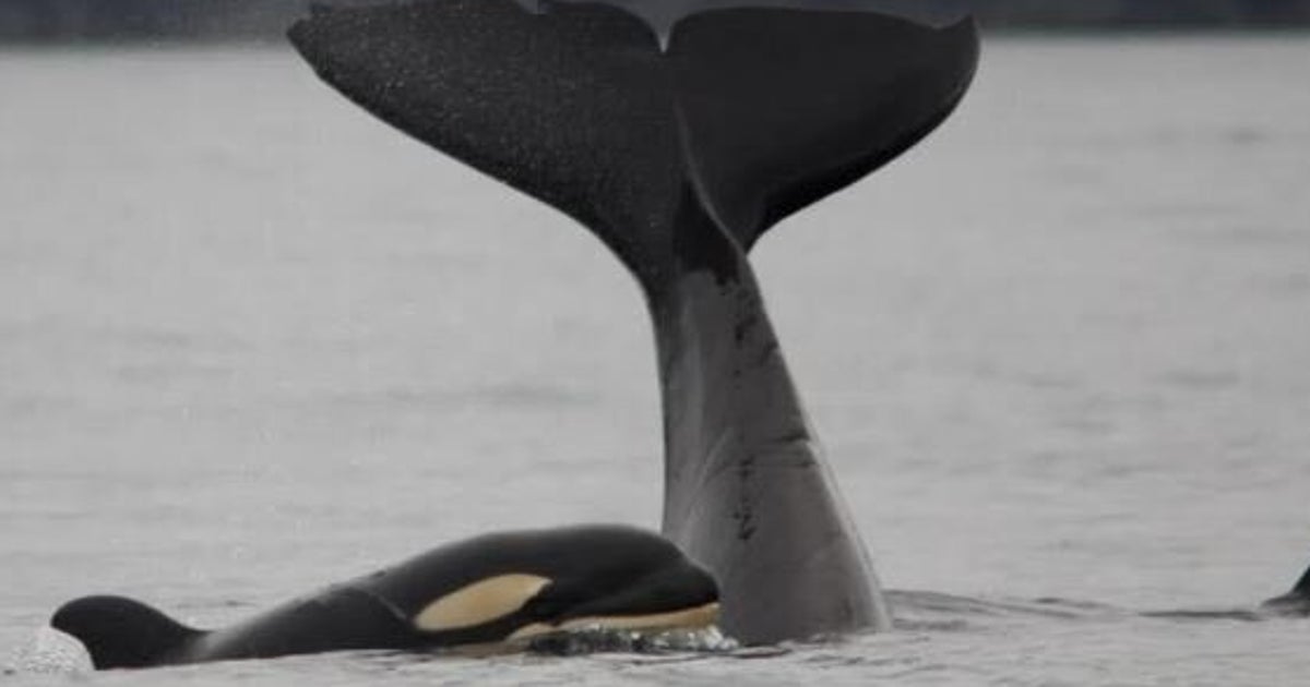 Killer Whale Photos Show B.C. Calf Hanging Out (PHOTOS) | HuffPost ...