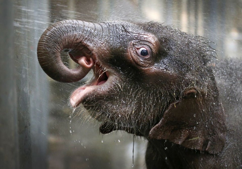 Every Parent's Nightmare Is an Elephant's Reality | HuffPost News