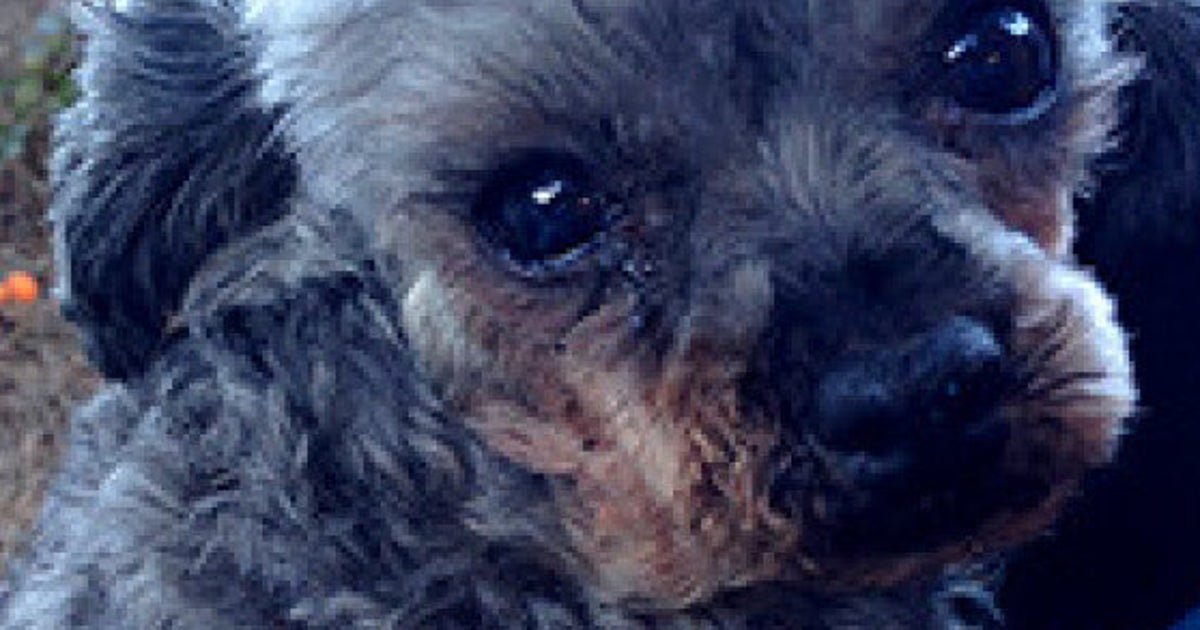 Vancouver SPCA Has 15 Dogs Ready For Adoption (VIDEO) | HuffPost ...