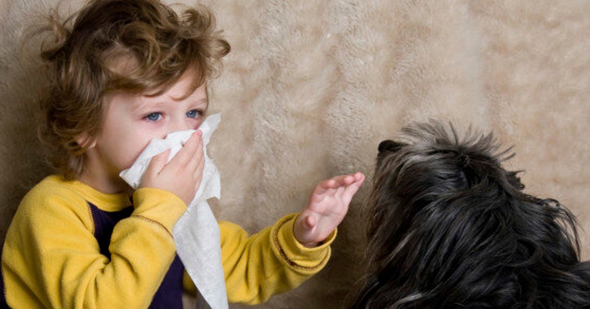 Pet Allergies: 6 Common Questions About Sensitivity To Animals ...