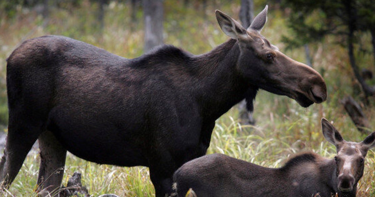 Is Climate Change Pushing Moose Into Extinction? (VIDEO) | HuffPost News
