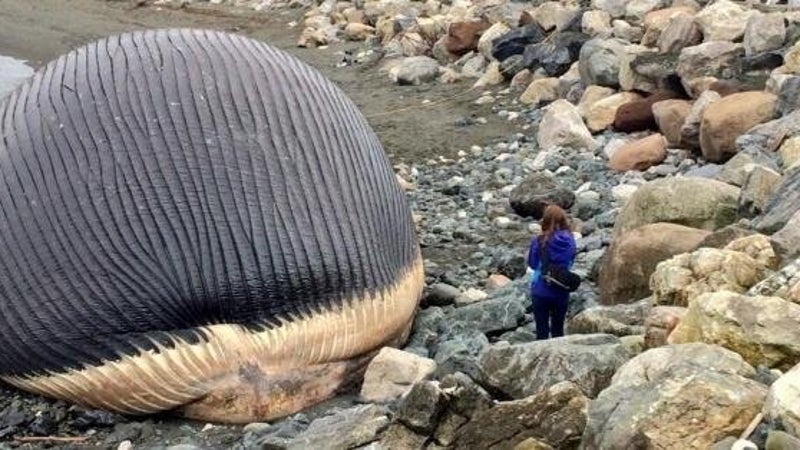 dead blue whale rocky harbour