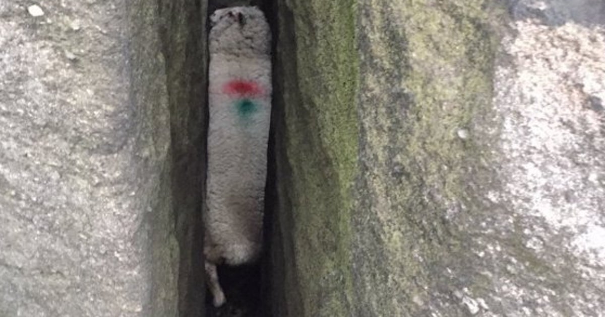 Sheep Stuck In Crevice Rescued By Firefighters In England | HuffPost News