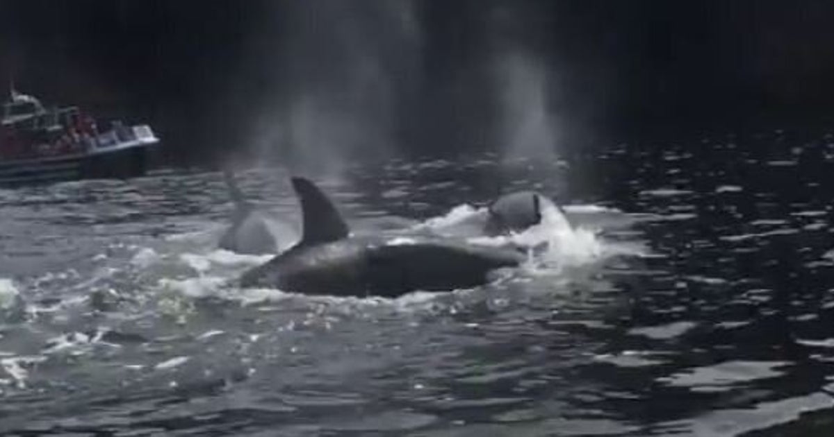 Orcas In Howe Sound, B.C. Put On Amazing Show For Boaters | HuffPost ...