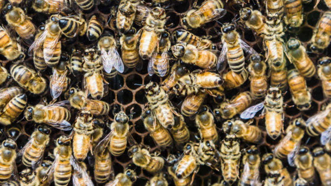 alberta home shaped like beehive