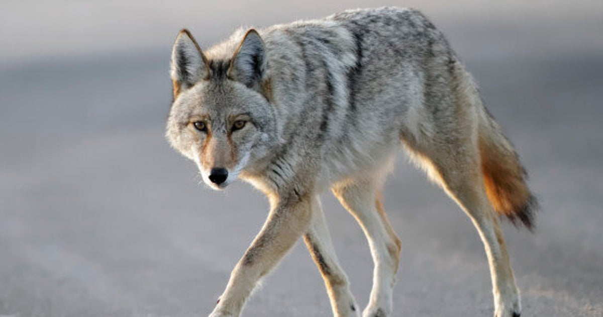 Vancouver Coyote Sightings On The Rise | HuffPost British Columbia