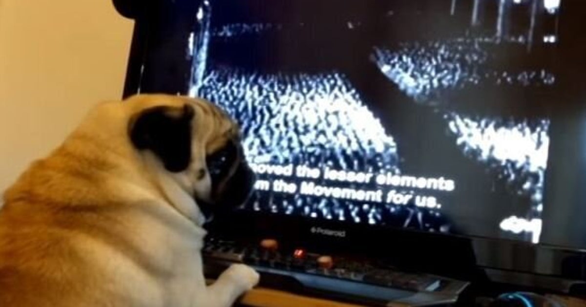 Markus Meechan Arrested For Teaching Dog To Imitate Nazi Salute ...