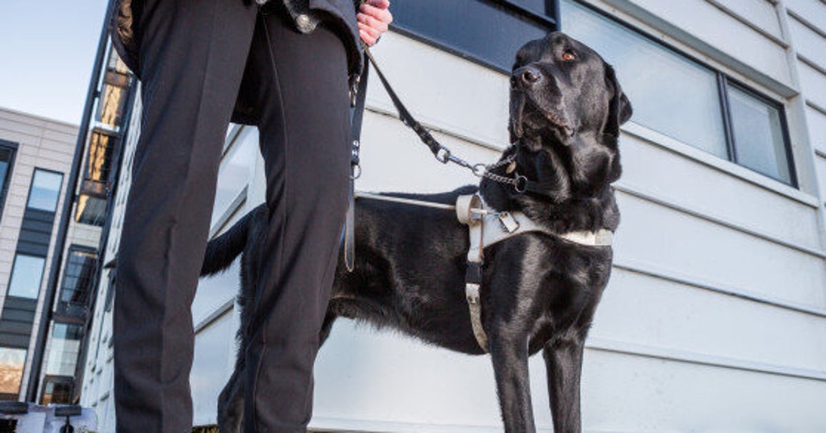 Discrimination Against People With Service Dogs Is Sadly Still A Thing ...