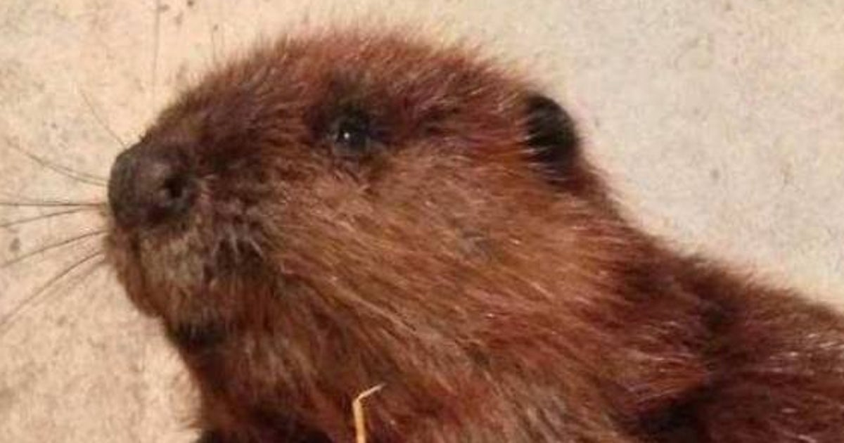 'Justin Beaver' Returns To Ottawa After Making Recovery | HuffPost News