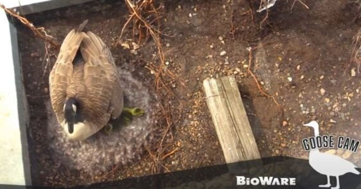 BioWare's Drama-Filled Canada Goose Cam Made Us Drop Everything ...