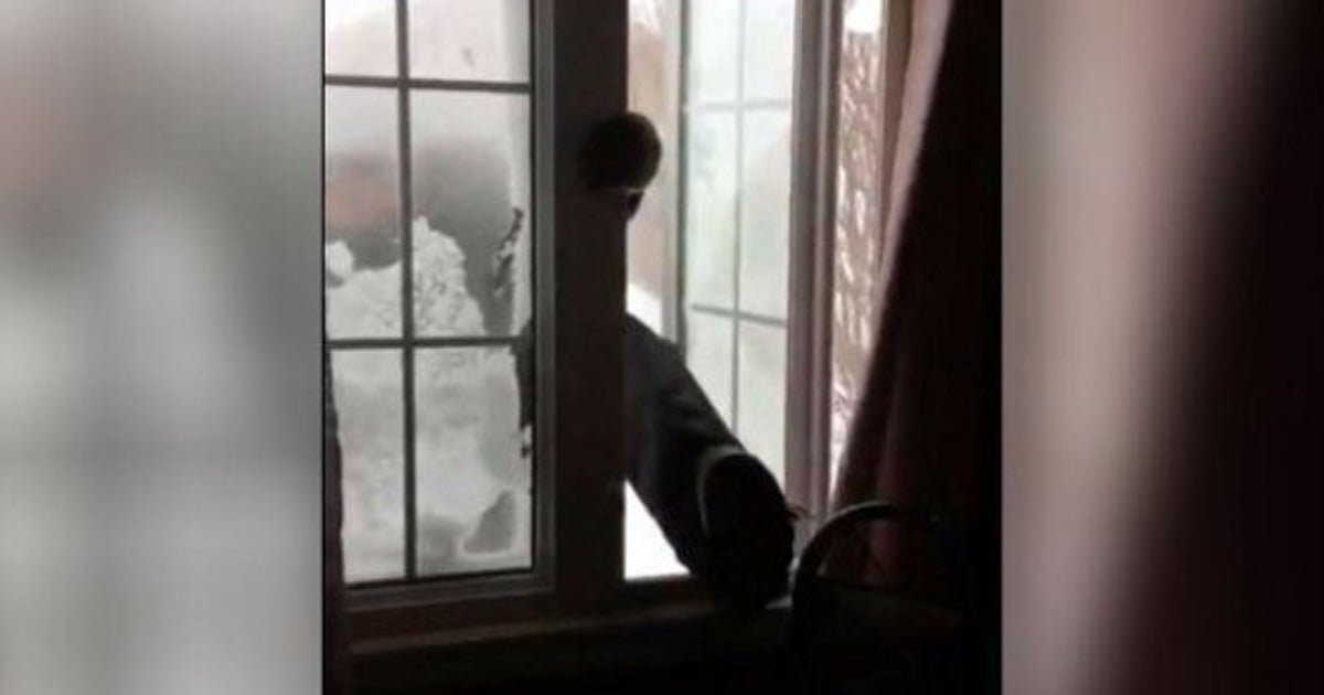 Newfoundland Man Literally Jumps Out The Window After Massive Gander ...