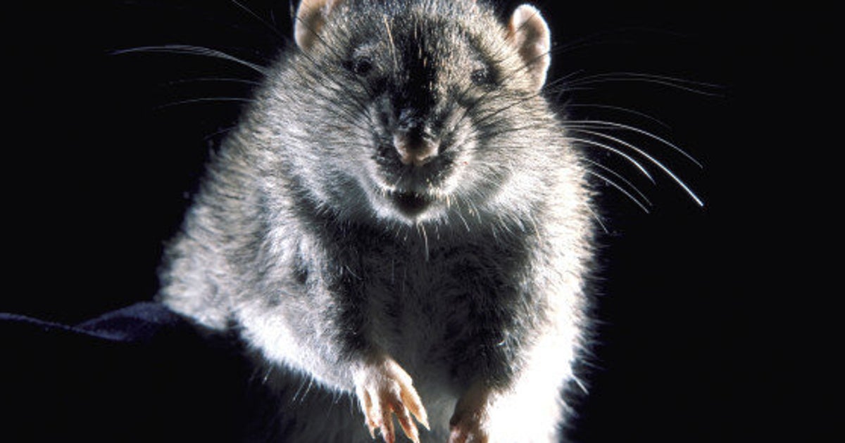 Blame Canada? This Cannibal Rat-Infested Ship Could Be U.K.-Bound ...