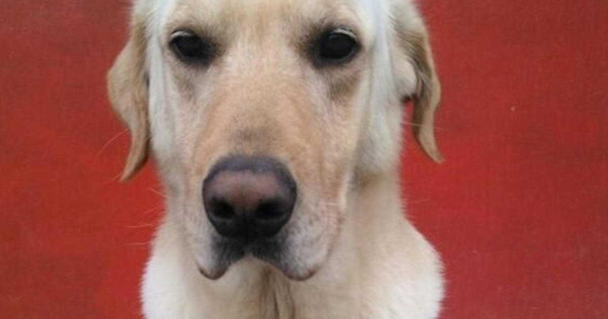 Dayko, Labrador Who Saved Lives In Ecuador Earthquake, Dies Of A Heart ...