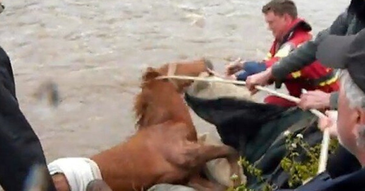 Wild Horse Rescue Includes Okanagan Volunteers, Firefighters (VIDEO ...