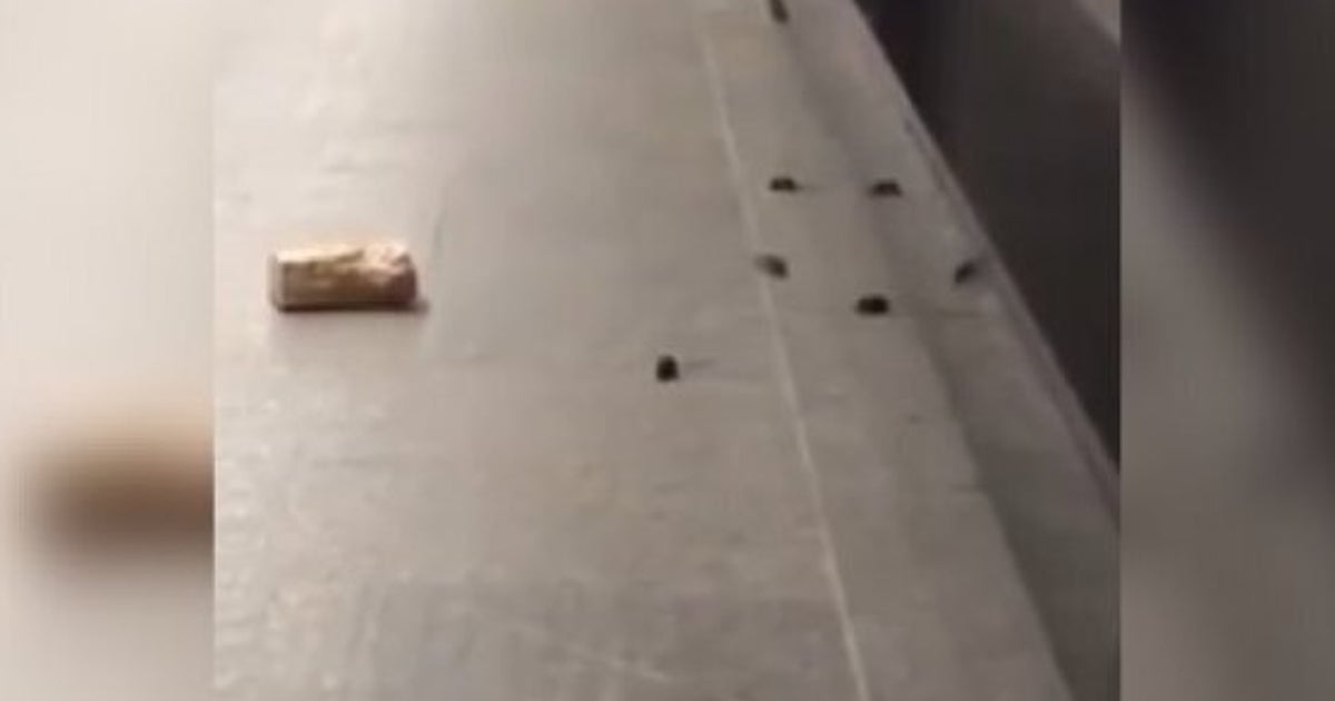 Montreal Subway's Mice Problem Is Terrifyingly Evident In This Video ...