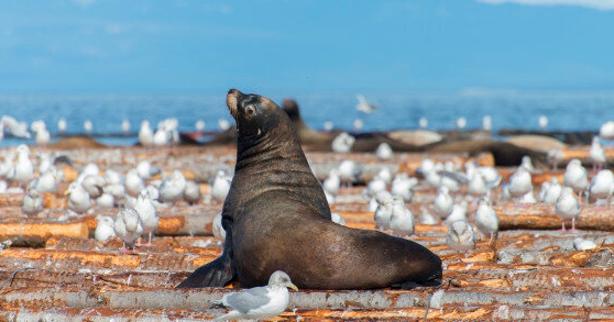 Sea Lion's Rescue Shows Greater Issue Of Ocean Litter (PHOTOS ...