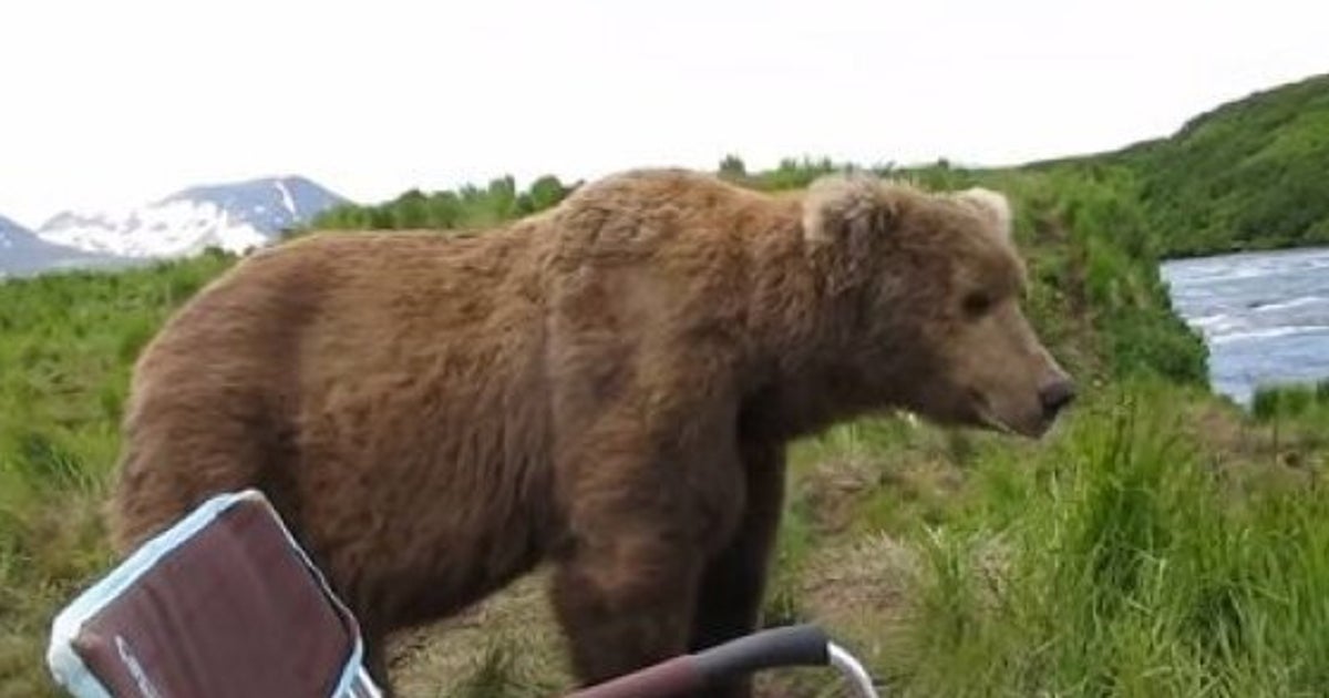 Incredible Close Encounter With Brown Bear Captured On Video | HuffPost ...