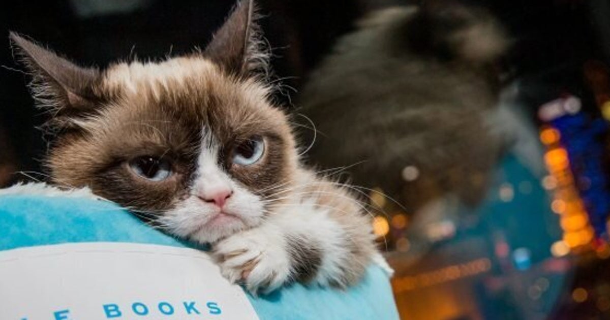 Grumpy Cat Visits Toronto Eaton Centre To Promote New Book (TWEETS ...
