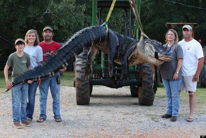 Stokes Family Catches 15-Foot, 1,000-Pound Alligator In Alabama (VIDEO ...