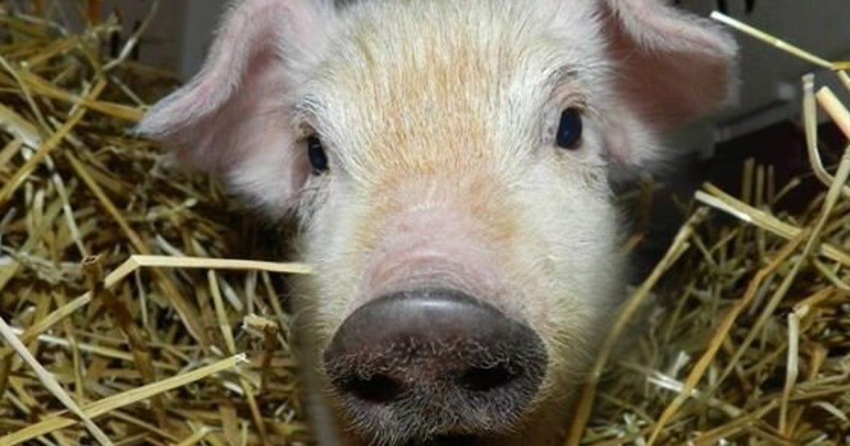 Pig Fell Off Ontario Truck, Resting Up At Cedar Rowe Farm Sanctuary ...