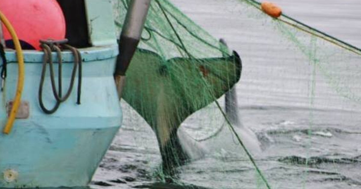 Killer Whale's Family Cries As Orca Tangled In Net (PHOTOS) | HuffPost ...