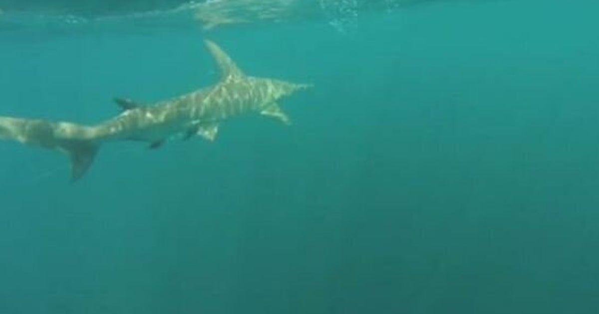 Shark Fishing In A Kayak Is Just As Crazy As It Sounds (VIDEO ...