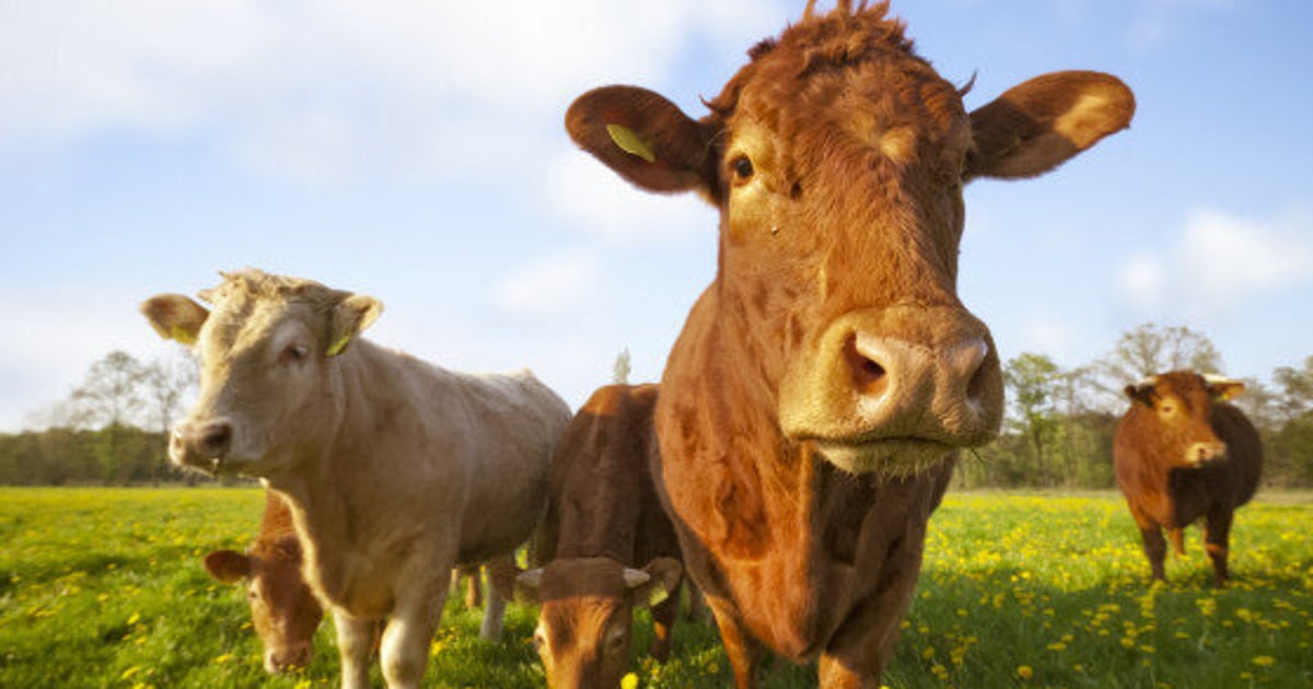 Cow Shot Near Toronto: Runaway Attempt Sparks Police Chase, Hail Of ...