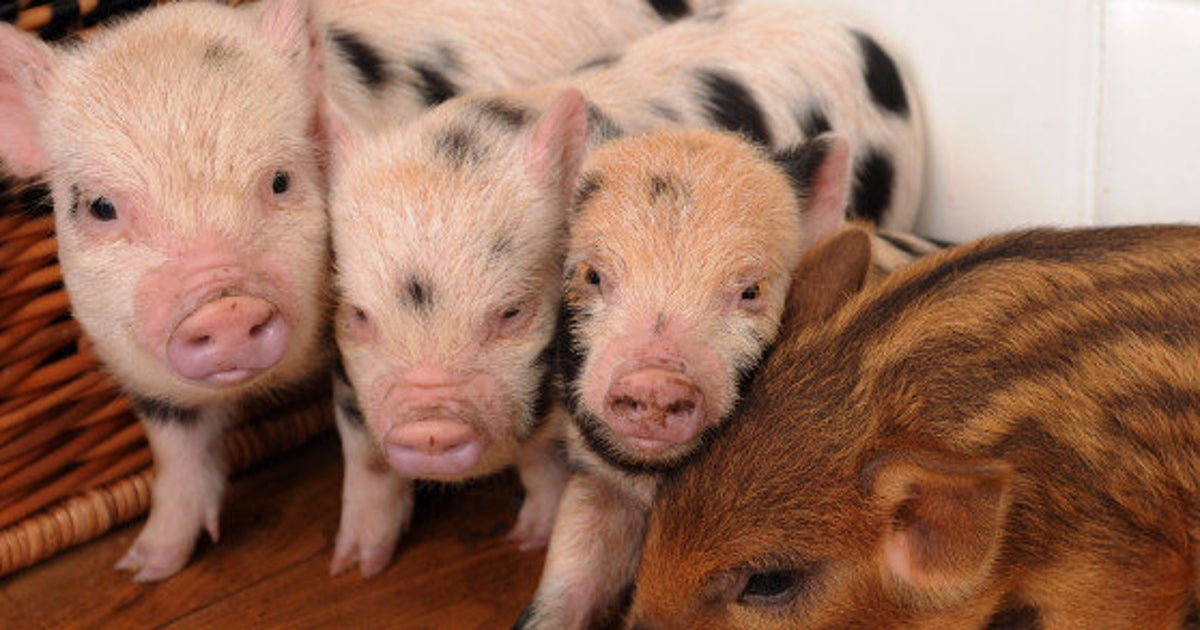 Surprisingly Cute And Unusual Pets (And Where It's Legal To Own Them ...