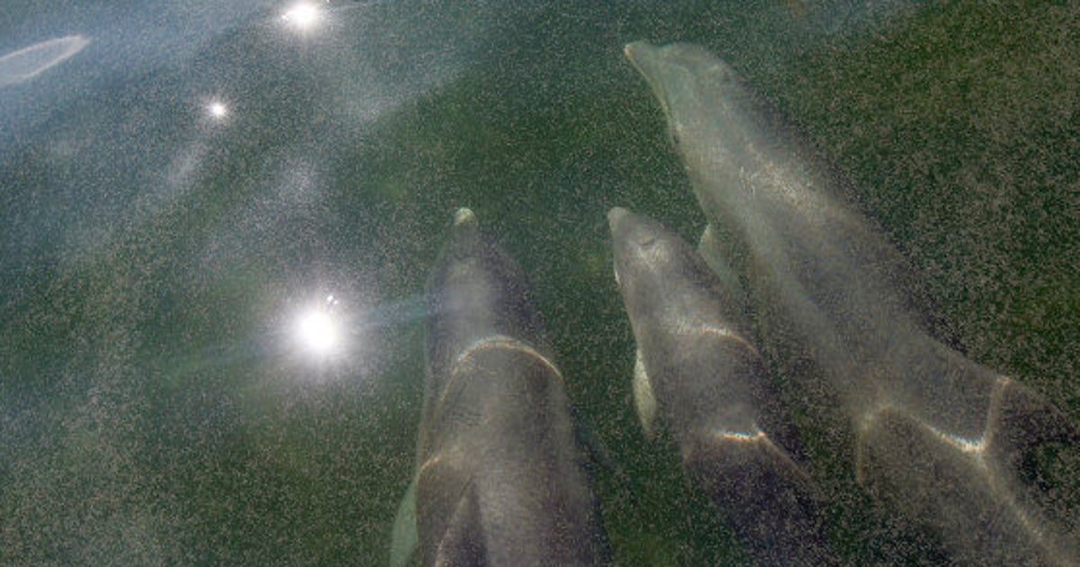 BP Oil Spill: Dolphins Plagued By Death, Disease Years After Rig ...