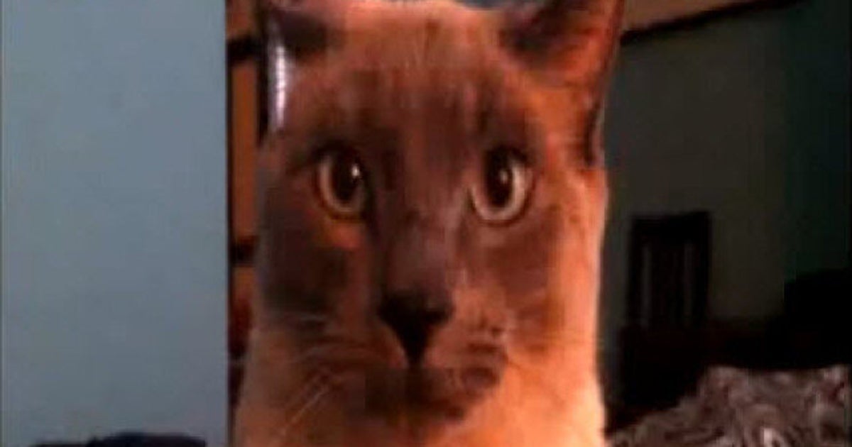 Eno Missing Calgary Cat: Autotuned YouTube Video Is Funny And Sad ...