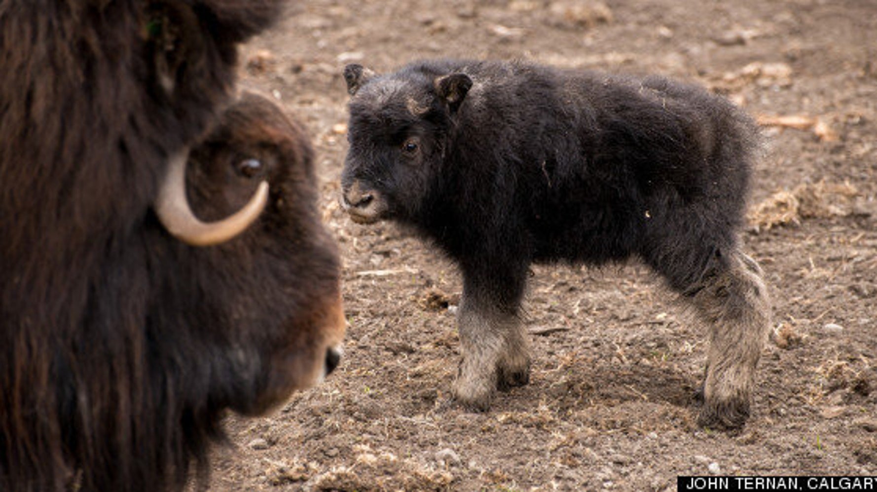 Baby Musk Ox