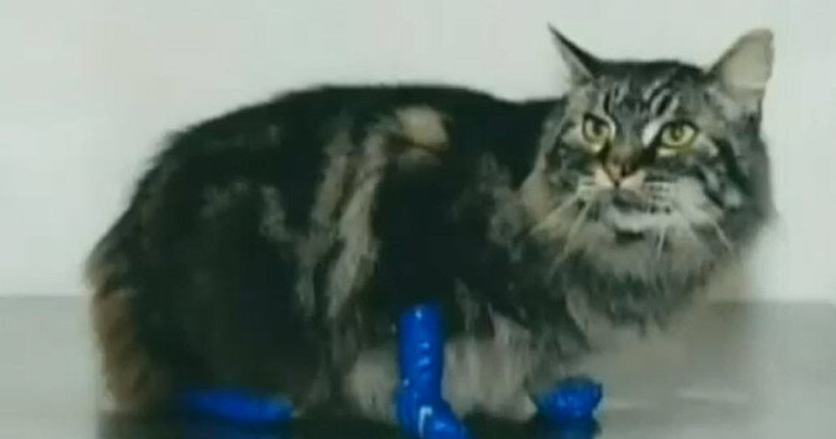 Cat Duct Taped In Nanaimo For 2nd Time | HuffPost British Columbia