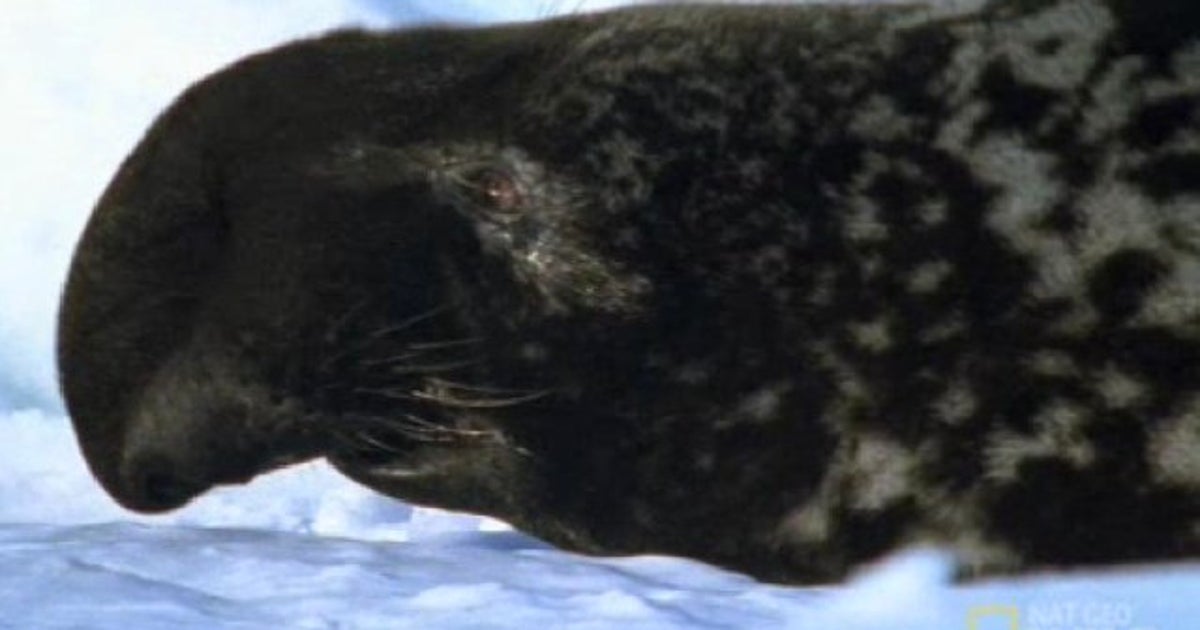 The Senate's Seal Experiment Is Doomed | HuffPost Politics