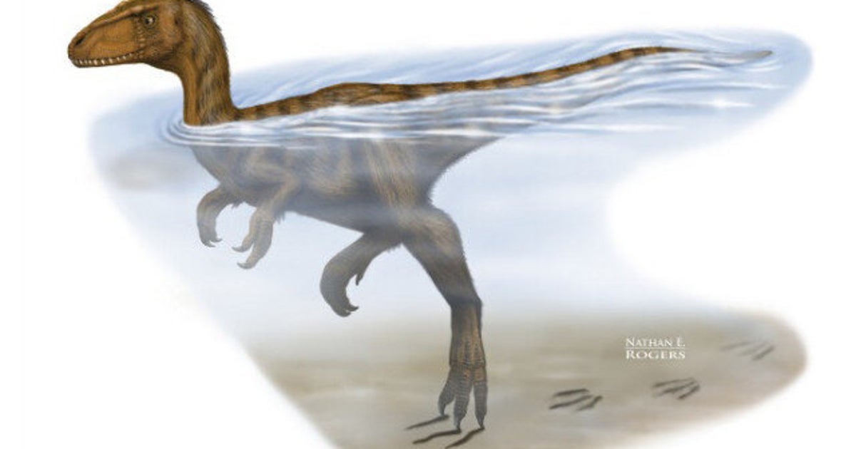 Dinosaurs In The Water: University Of Alberta Researchers Show Dinos ...
