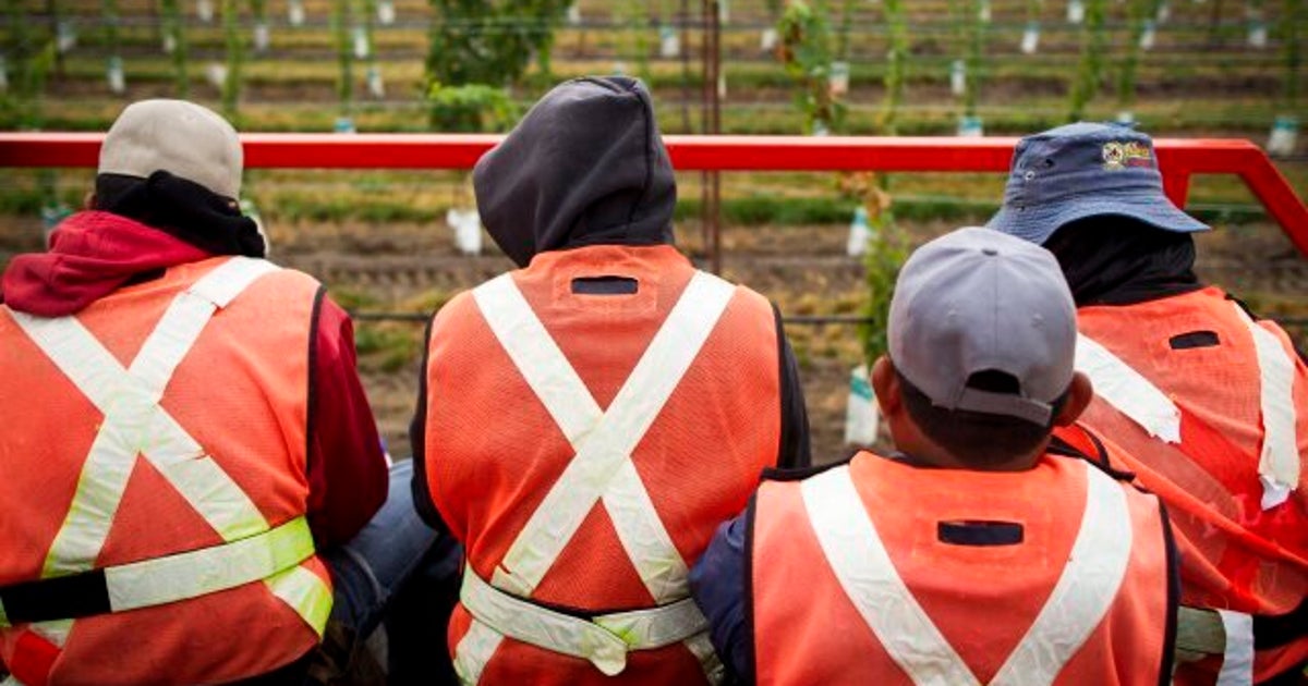 Ontario Migrant Workers Face Systemic Exploitation, Metcalf Foundation ...