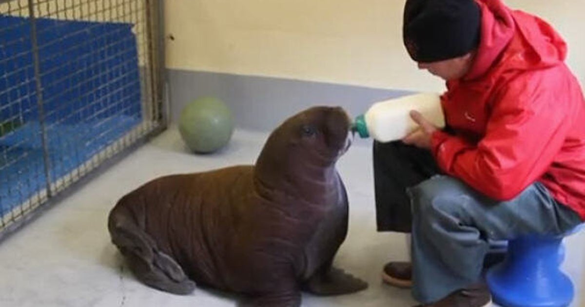 Orphan Baby Walrus Rescue: Walrus Stranded In Lagoon Rescued | HuffPost ...