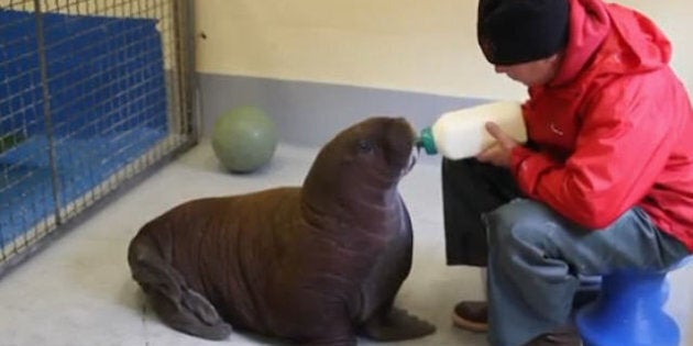 Orphan Baby Walrus Rescue: Walrus Stranded In Lagoon Rescued | HuffPost ...
